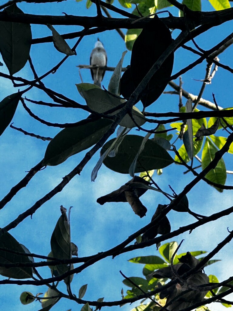 Styan's Bulbul in October 2023 by inatpeshualien001 · iNaturalist