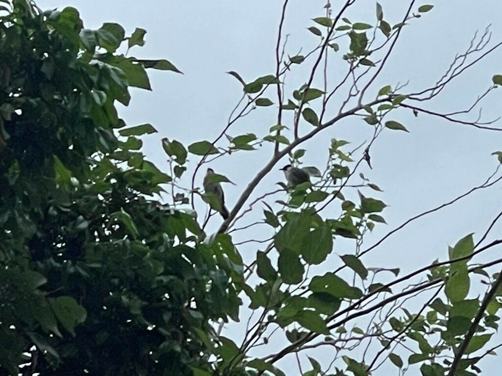 Styan's Bulbul in November 2023 by inatpeshualien001 · iNaturalist