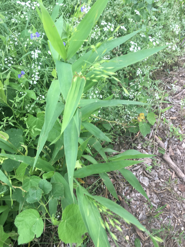 inland wood oats from Acequia Rec Area, San Antonio, TX, US on April 19 ...