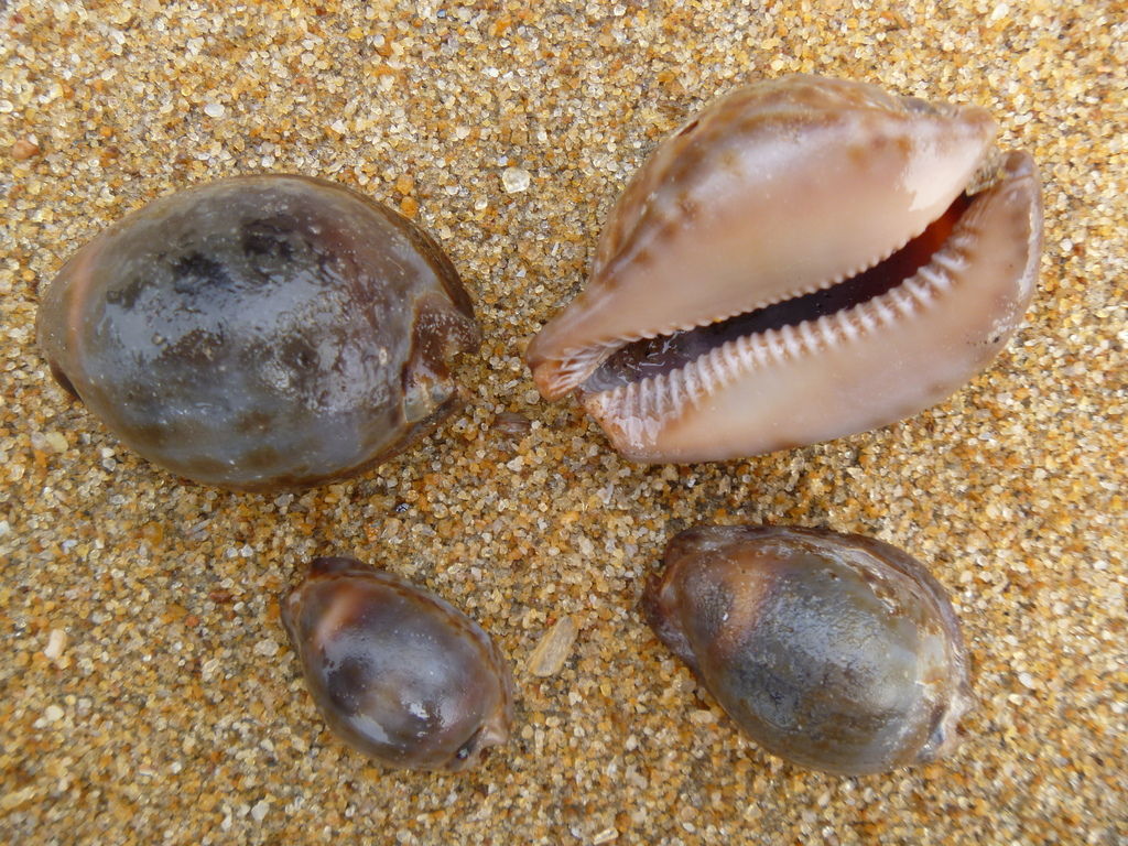 Cowries from Kribi, Cameroon on December 26, 2010 at 03:35 PM by ...