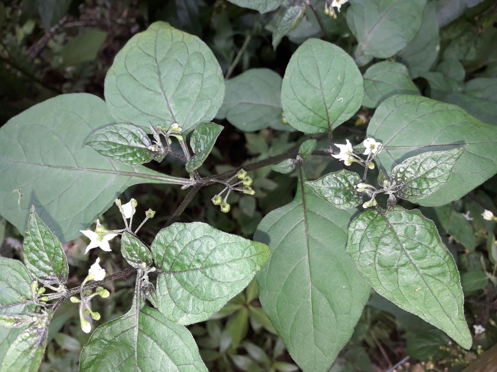 black nightshade from 101 Glenmore St, Kelburn, Wellington 6012, New ...
