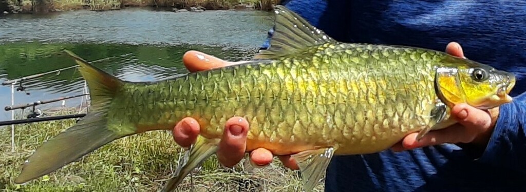 Large-scale Yellowfish from Sekhukhune District Municipality, South ...