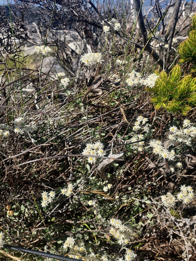Fiddle Everlasting from Table Mountain (Nature Reserve), Cape Town ...