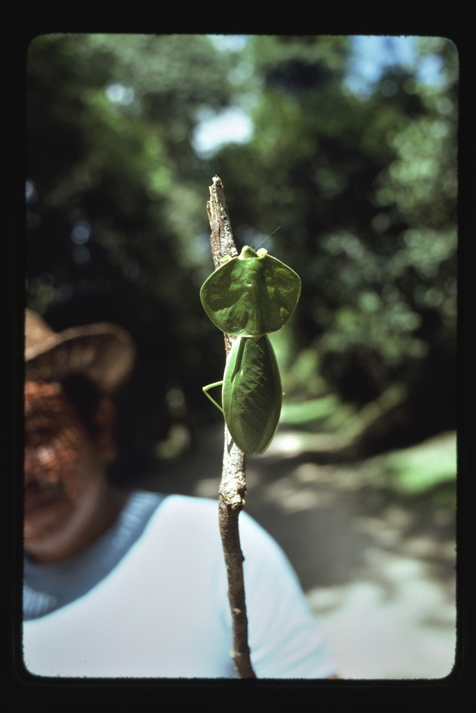 Peruvian Shield Mantis from Zunil, Guatemala on September 11, 1979 at ...