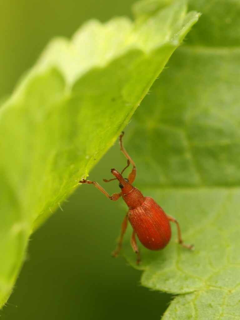 Apion frumentarium from פארק הצפרות ראש ציפור, תל אביב-יפו, ישראל on ...