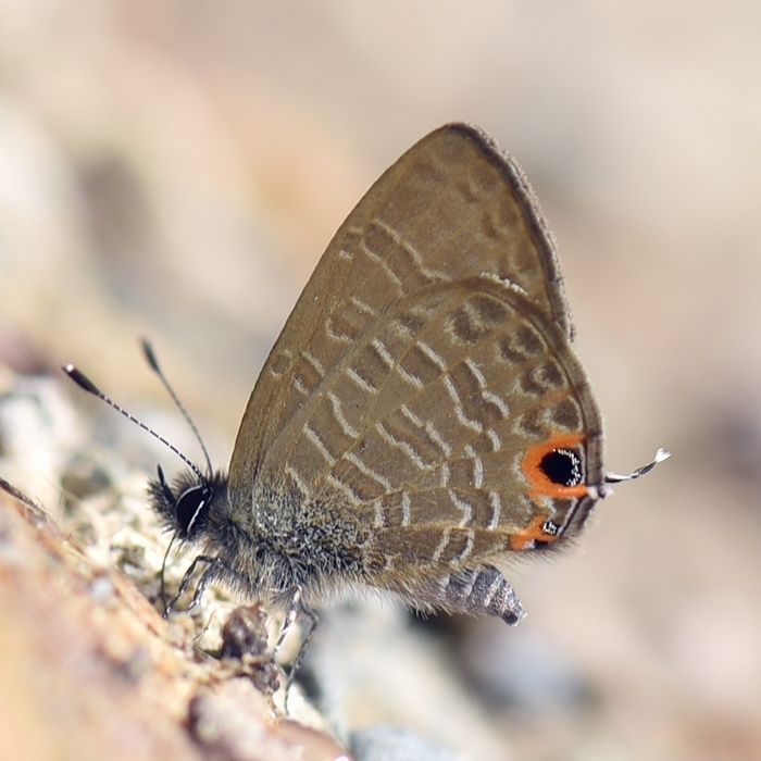 Prosotas papuana from Bulolo, Papua New Guinea on November 6, 2023 at ...