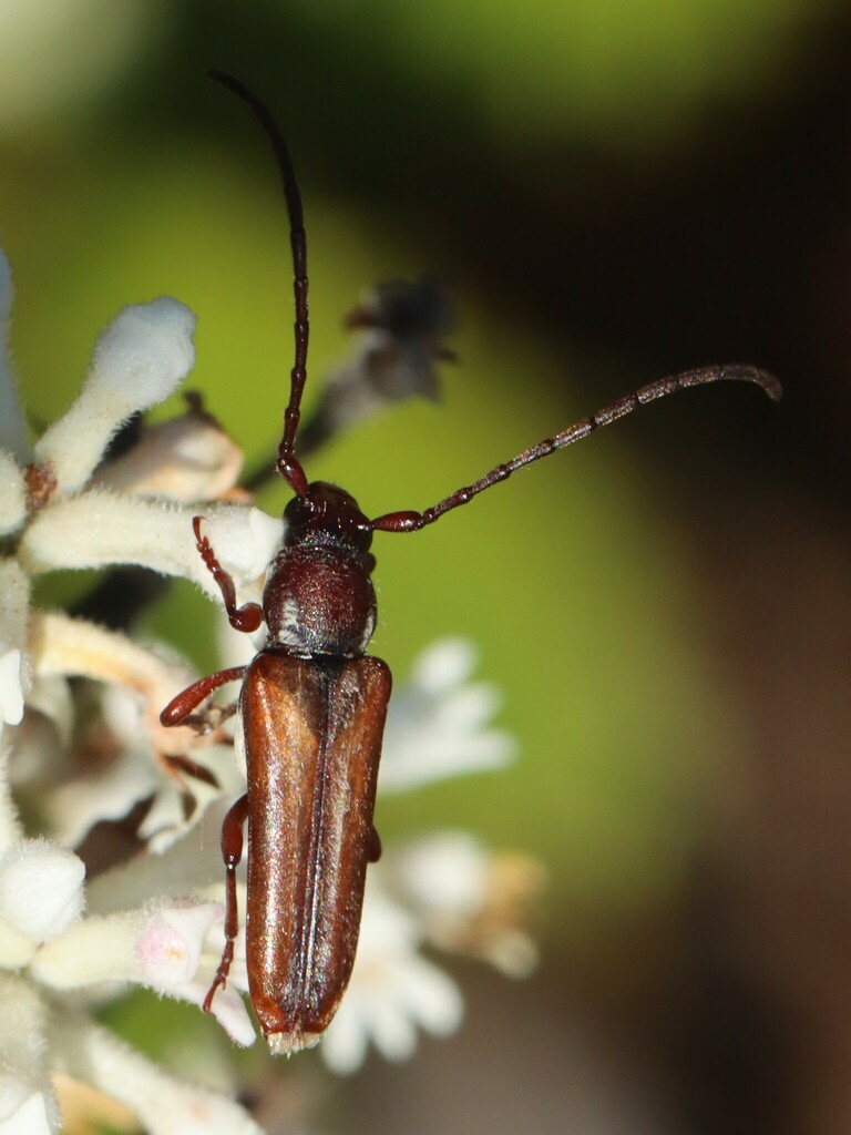 Beetles from Blue Mountains Nat'l Park NSW 2787, Australia on December ...