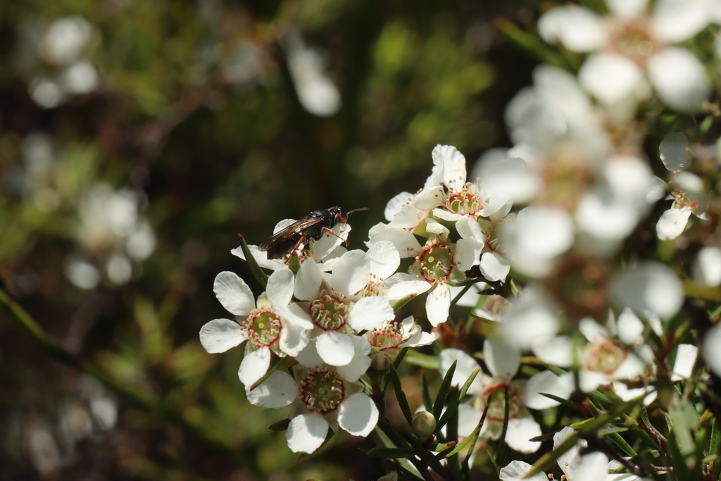 Paperbark Tea Tree from Blue Mountains Nat'l Park NSW 2787, Australia ...