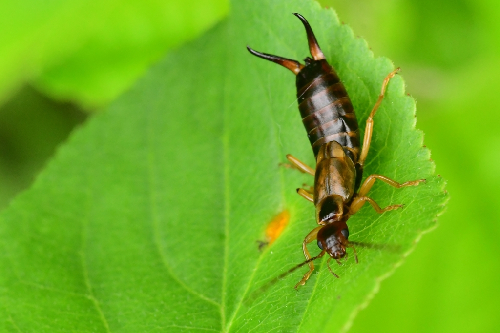 European Earwig from Powiat miechowski, Polska on May 23, 2021 at 10:18 ...