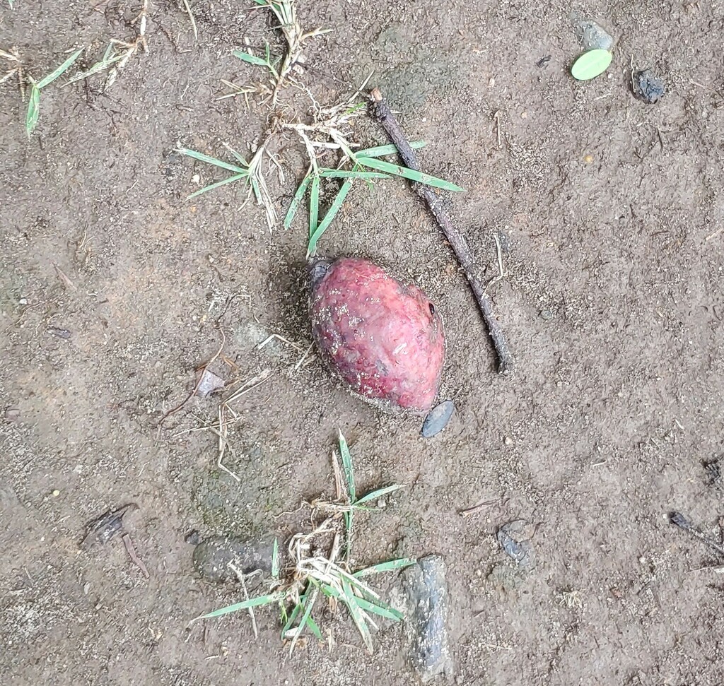 Sea Almond from San Mateo, San Juan, Puerto Rico on December 16, 2023 ...