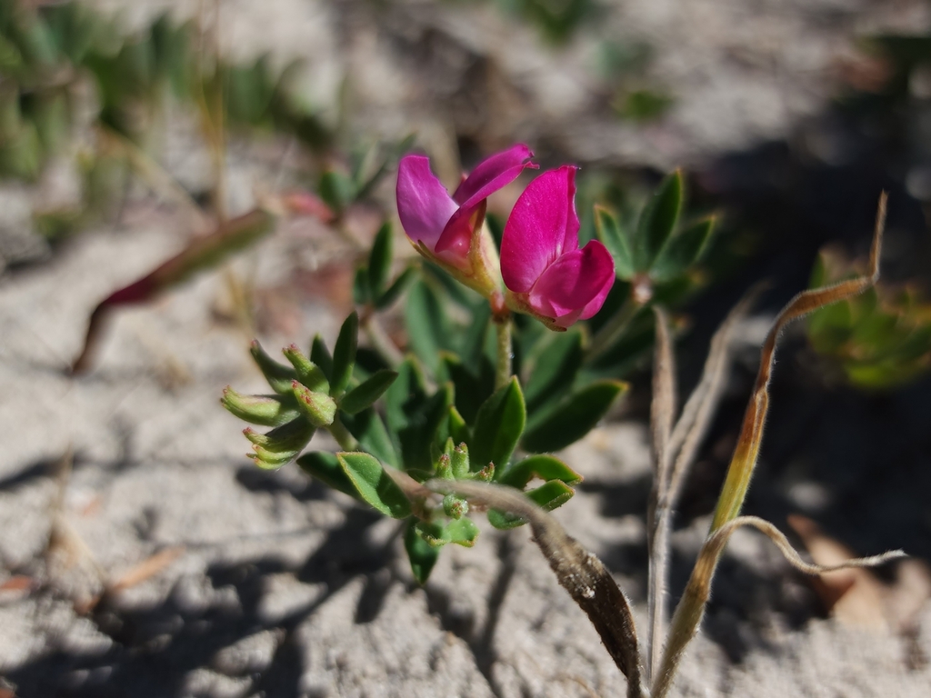 austral trefoil from Carpenter Rocks SA 5291, Australia on December 20 ...