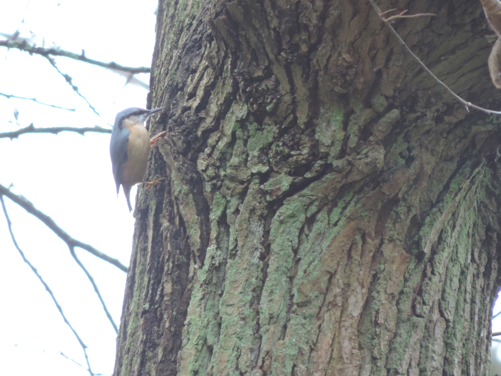 Eurasian Nuthatch from Englefield Green, UK on December 20, 2023 at 10: ...
