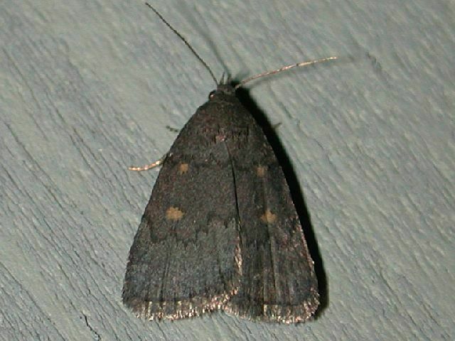 Orange-spotted Idia Moth from Hubbard Pines, Litchfield, CT, USA on ...