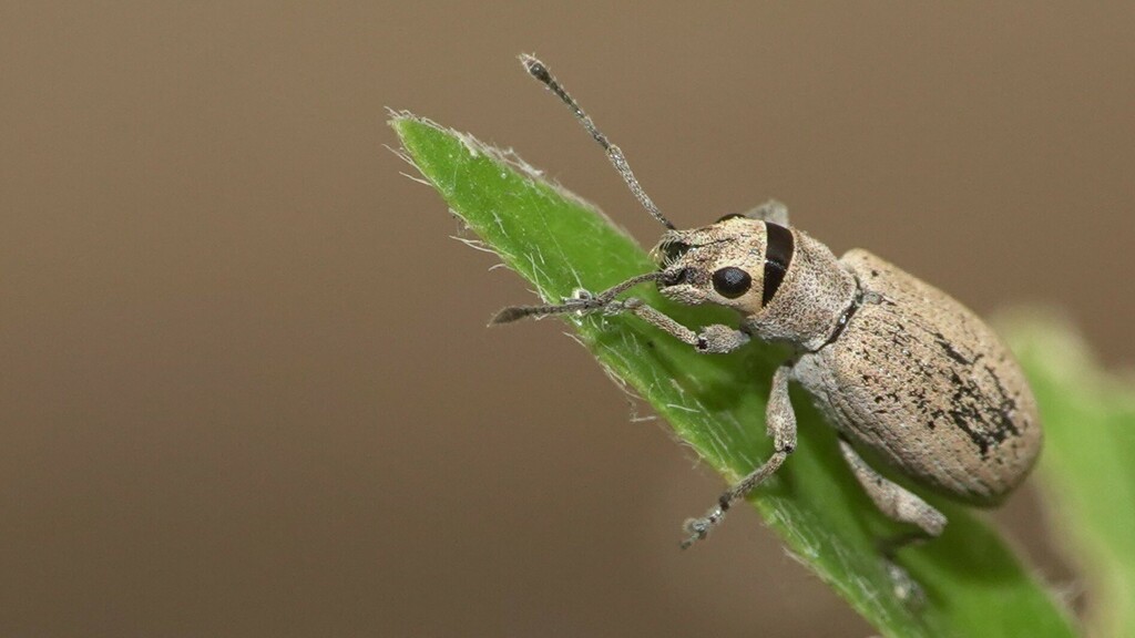 Sri Lanka Weevil from CM Varca on December 10, 2023 at 08:38 PM by ...