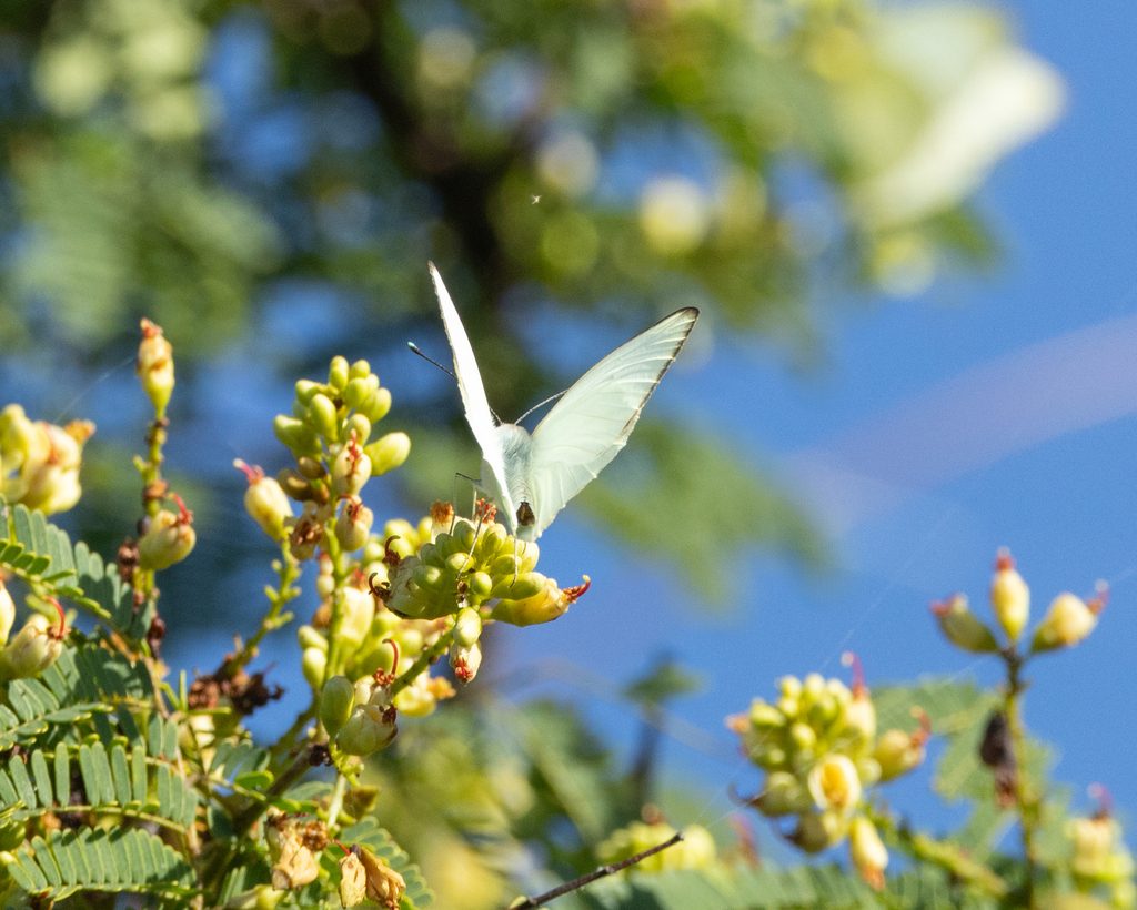 Great Southern White from Nazareth, St Thomas 00802, USVI on December ...