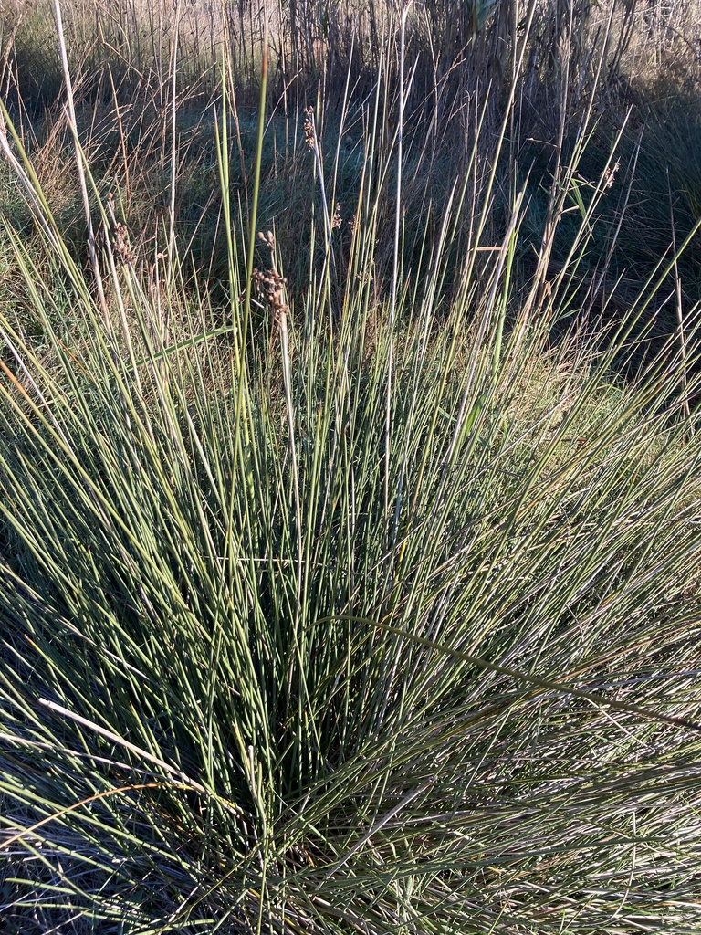 spiny rush from Karavasta Lagoon, Divjakë, Fier, AL on December 20 ...