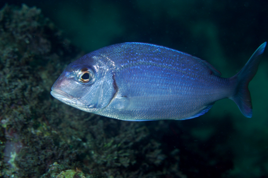 Red Porgy (Pagrus pagrus) - Marine Life Identification