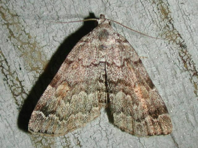 American Idia Moth from Hubbard Pines, Litchfield, CT, USA on July 5 ...