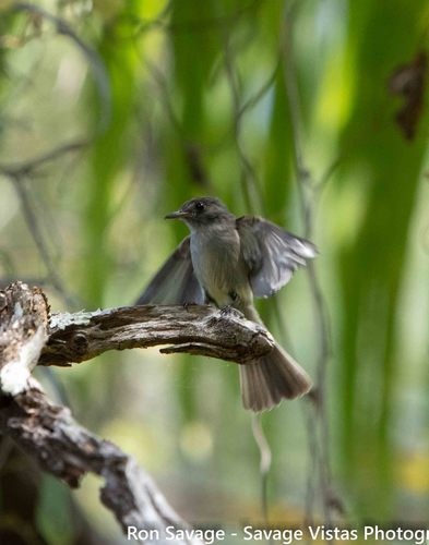 Subspecies Contopus hispaniolensis hispaniolensis · iNaturalist