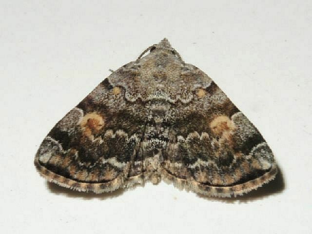 American Idia Moth from My Back Yard, Queens, NY 11364, USA on July 26 ...
