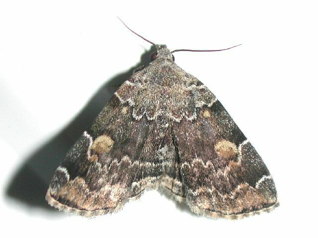 American Idia Moth from Floyd Bennet Field, Brooklyn, NY, USA on August ...