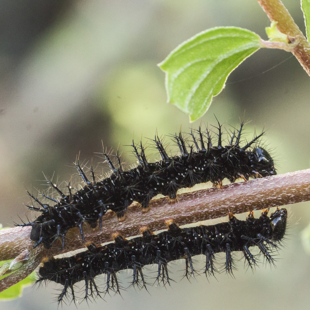Common Jester from 953台灣台東縣延平鄉 on November 22, 2023 at 12:04 PM by 野一點 ...