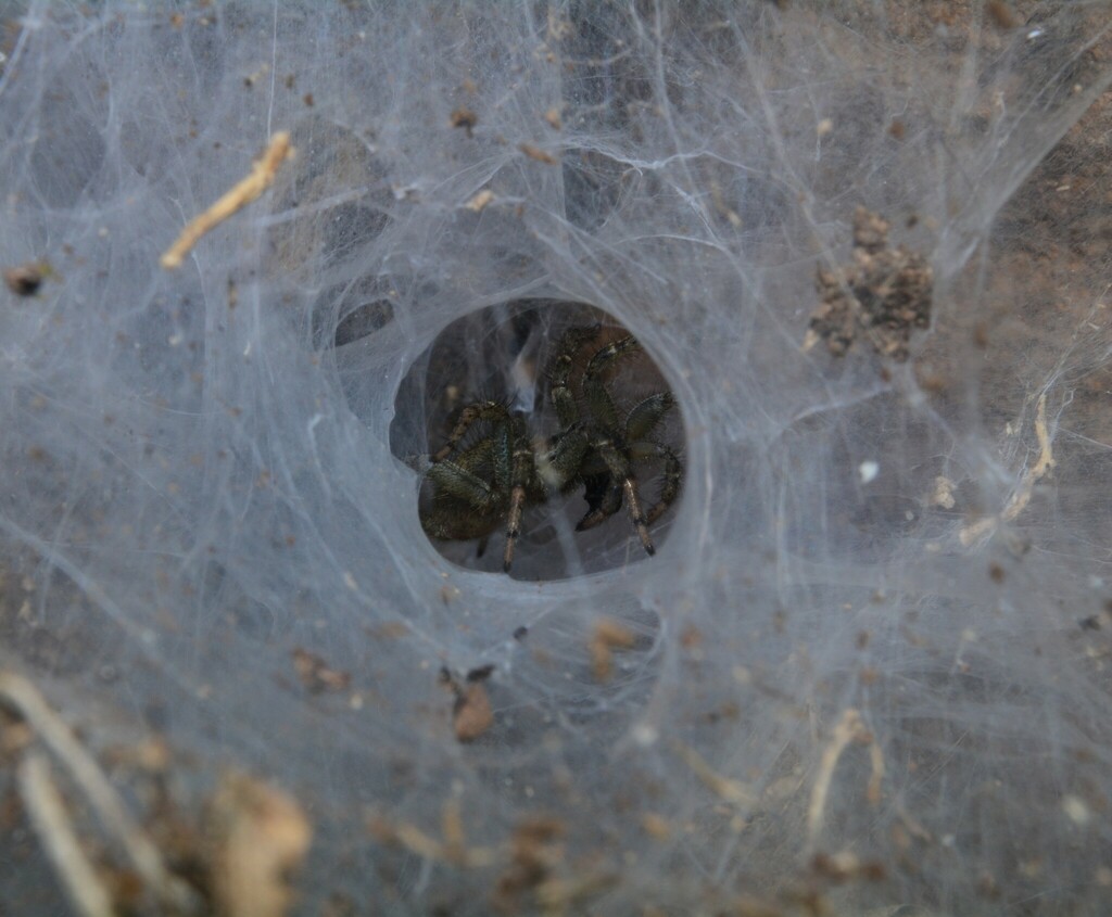 Spiders from Comayagua, Honduras on December 16, 2023 at 08:32 PM by ...