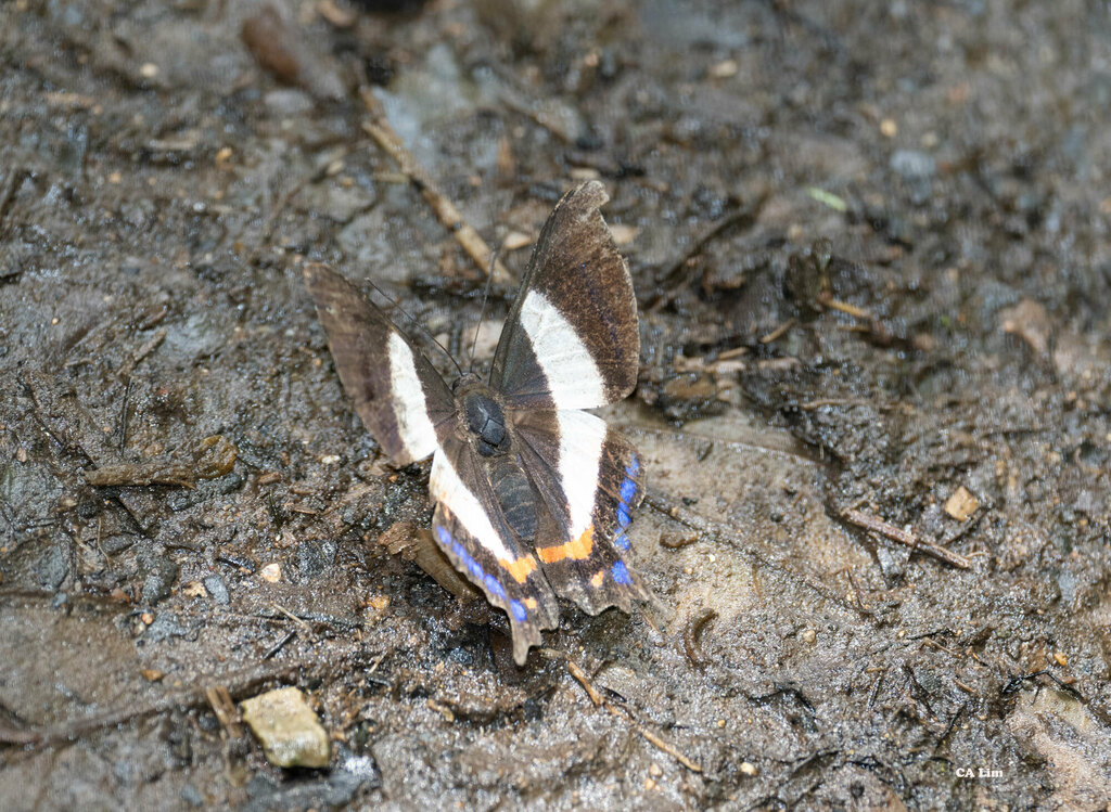 Ancyluris formosissima from Topo, Ecuador on December 13, 2023 at 10:55 ...