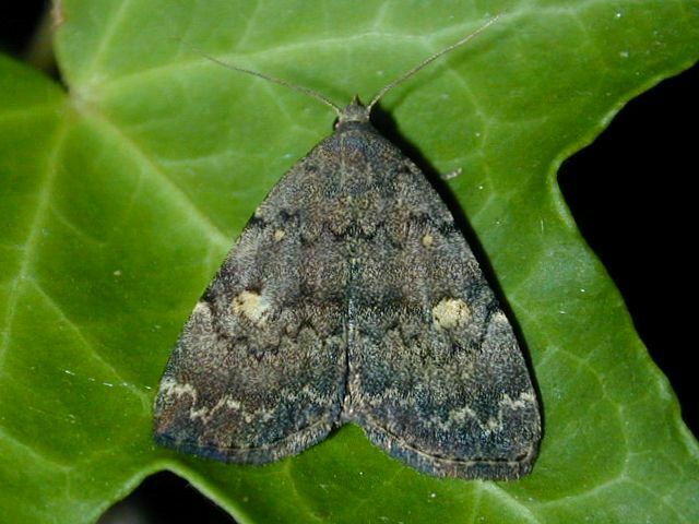 Common Idia Moth from Floyd Bennet Field, Brooklyn, NY, USA on ...