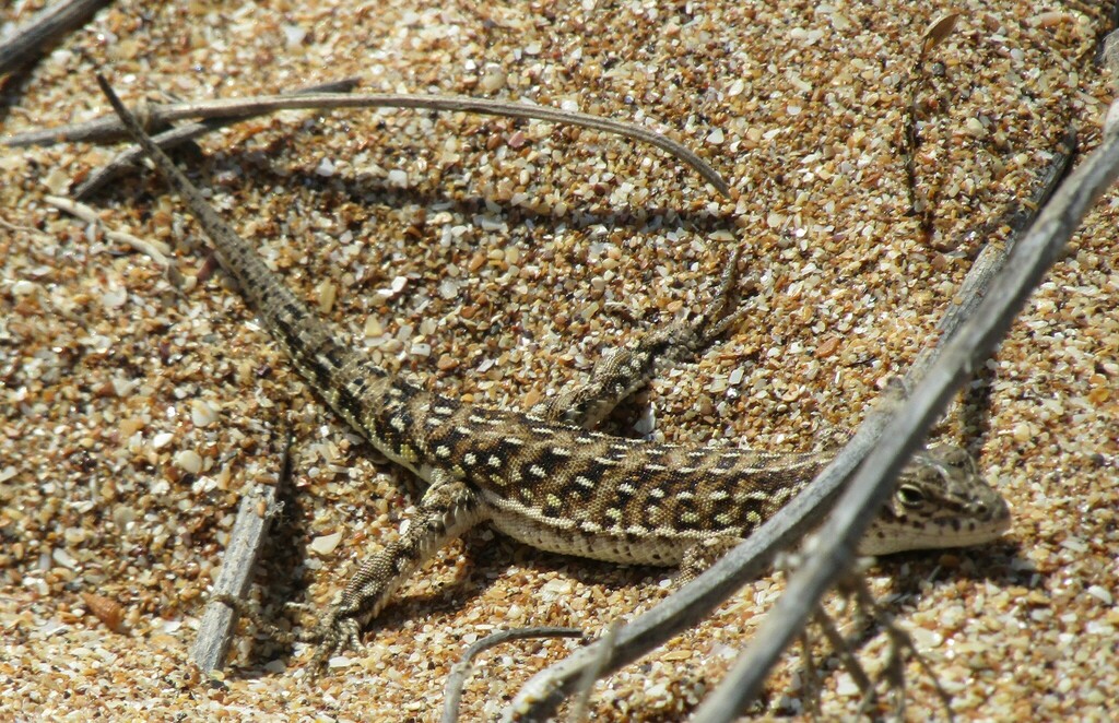 Steppe Runner from Береговое on 07 April, 2019 at 12:06 PM by Сергей ...
