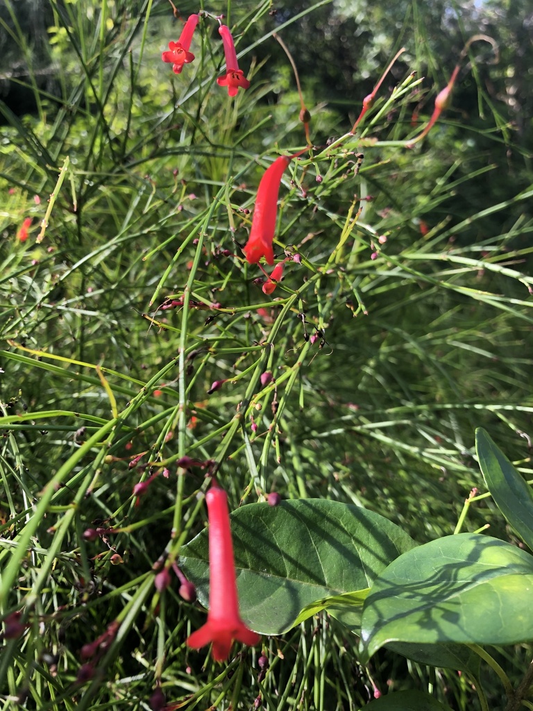 Firecracker plant from Main Island, BM on December 17, 2023 at 01:01 PM ...