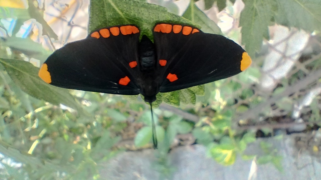 Red-bordered Pixie from Vivero riestra on December 18, 2023 at 02:10 PM ...