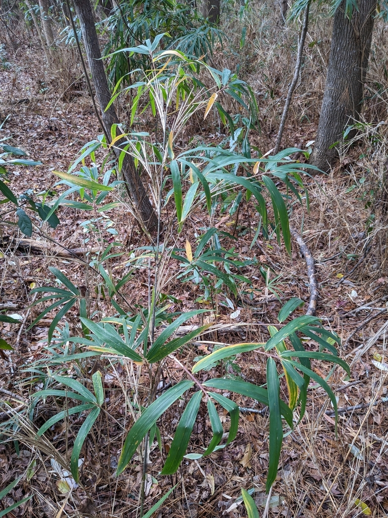 switch cane from Kill Devil Hills, NC 27948, USA on December 20, 2023 ...