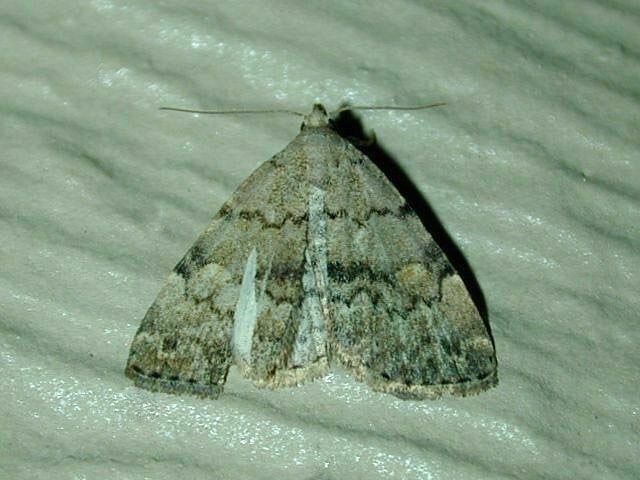 Pale-winged Idia Moth from Floyd Bennet Field, Brooklyn, NY, USA on ...