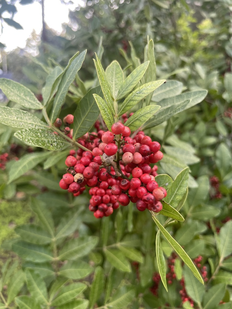 Brazilian pepper from Puerto Rico, Toa Baja, Puerto Rico, US on ...