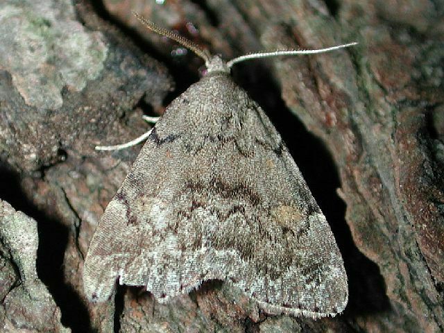 Pale-winged Idia Moth from Jamaica Bay Wildlife Refuge, Queens, NY, USA ...