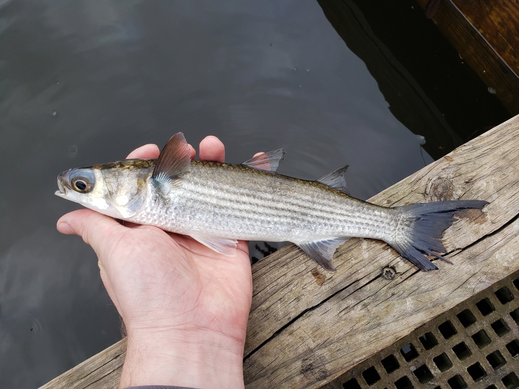 Sea Mullet in December 2023 by Bradley Rasmussen · iNaturalist