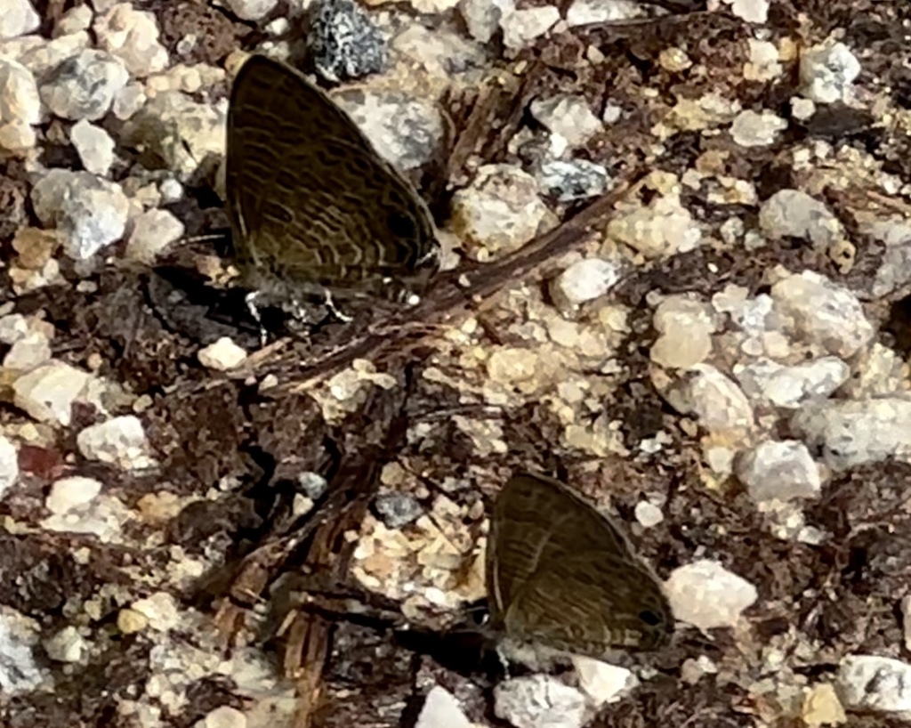 Common Line Blue from Suling Hill, Seberang Perai, Penang on December ...