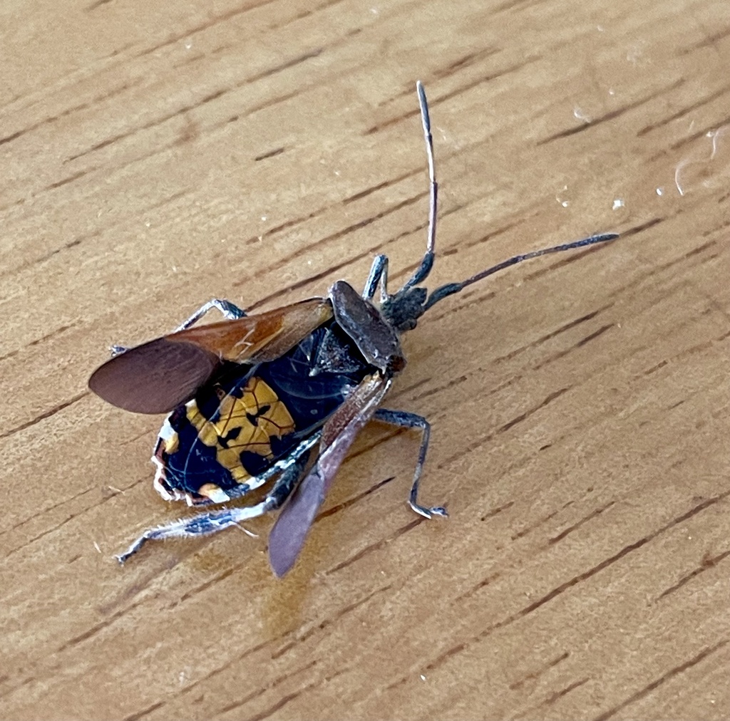 Western Conifer Seed Bug from Goddard College, Plainfield, VT, US on ...