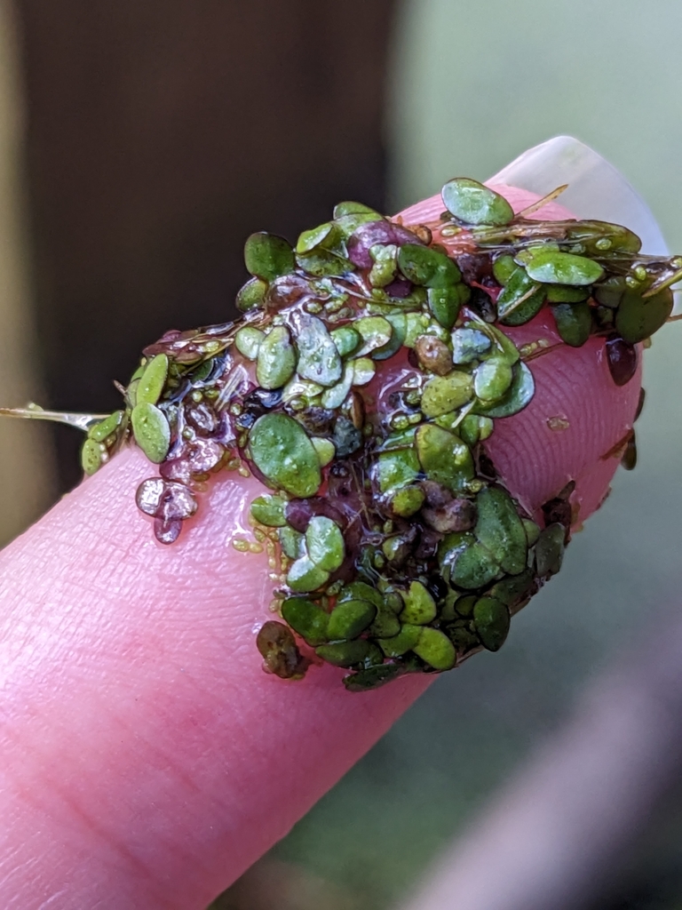 Little Duckweed from Kill Devil Hills, NC 27948, USA on December 20 ...
