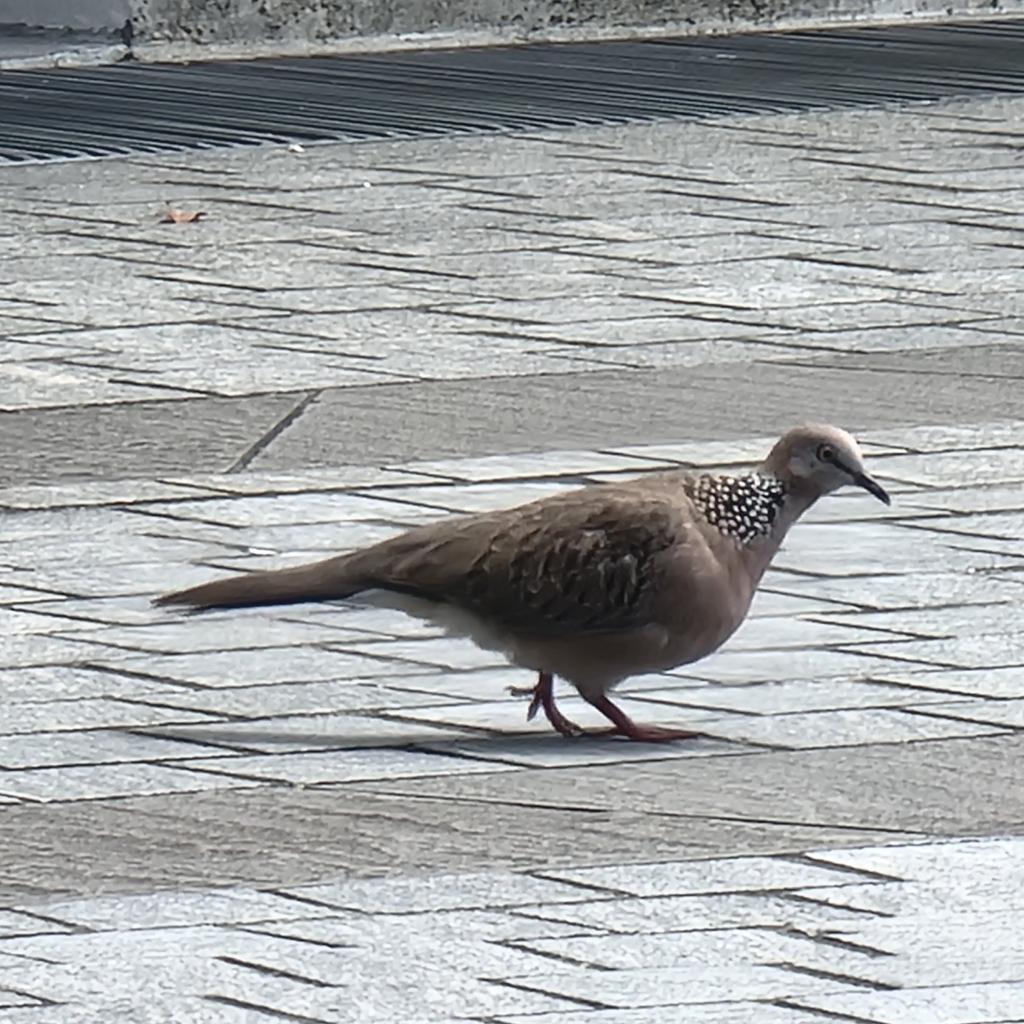 Spotted Dove from Marina South, Singapore on November 23, 2023 at 01:22 ...