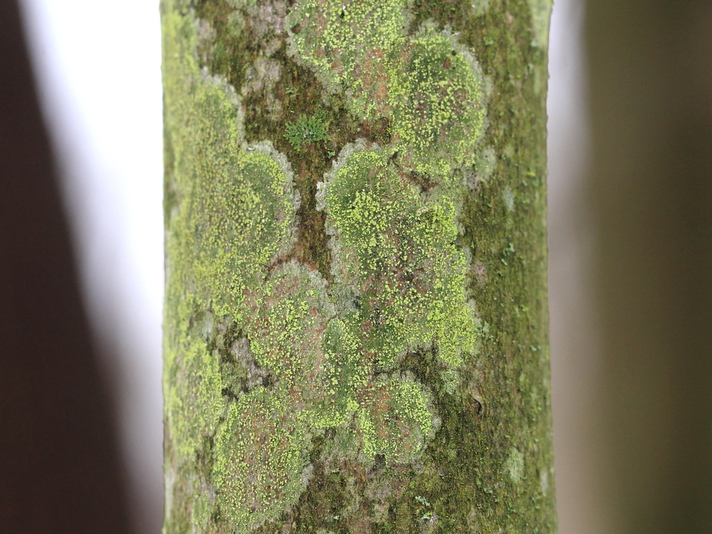 Lecania croatica from Oak Ridges Trailhead, Richmond Hill, ON, Canada ...