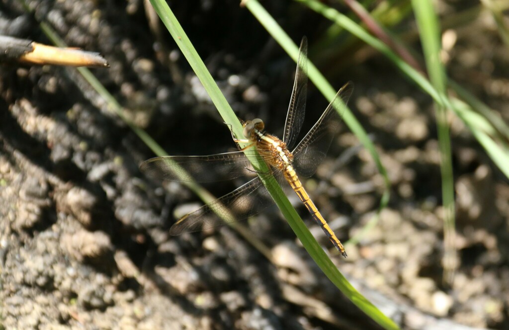 Eastern Blacktail from Enseleni Nature Reserve, Richards Bay, South ...