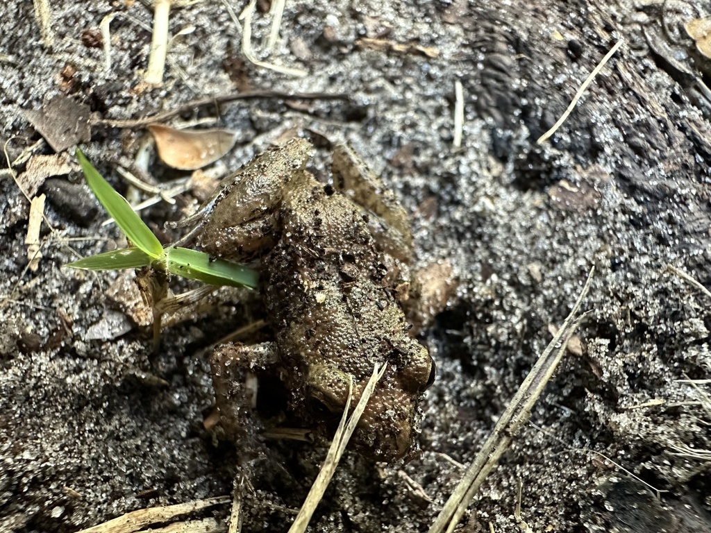 Greenhouse Frog from Volusia County, US-FL, US on December 19, 2023 at ...