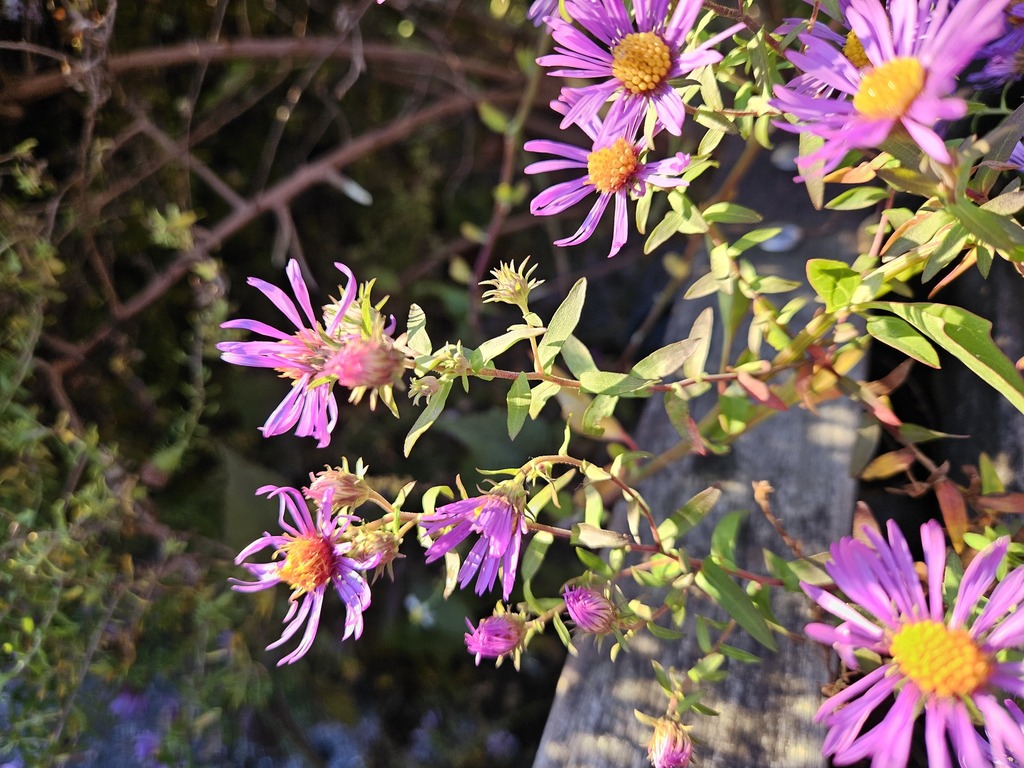 New England aster from Lower Manhattan, New York, NY, USA on December ...