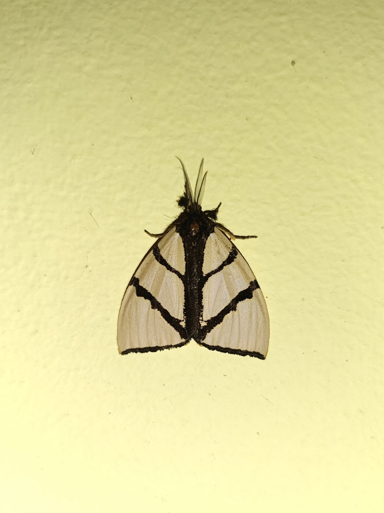 Numenes siletti from MQP2+JMC, Silcoorie Grant, Assam 788011, India on ...