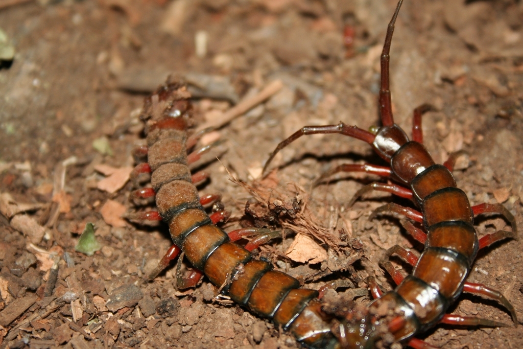 Pacific Giant Centipede from Kalalau Valley on June 5, 2012 at 03:05 AM ...