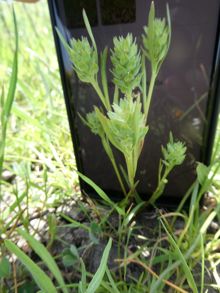 Lepidium latipes heckardii in April 2023 by justinchappelle. Upland ...