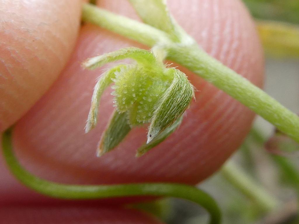 bearded popcornflower in April 2023 by justinchappelle. Vernal pool and ...
