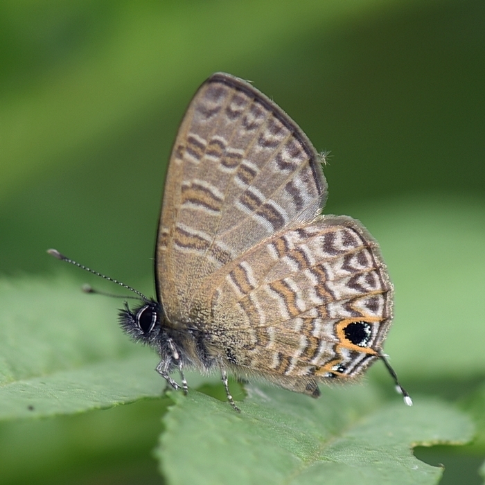 Common Line Blue from Popondetta, Papua New Guinea on October 31, 2023 ...
